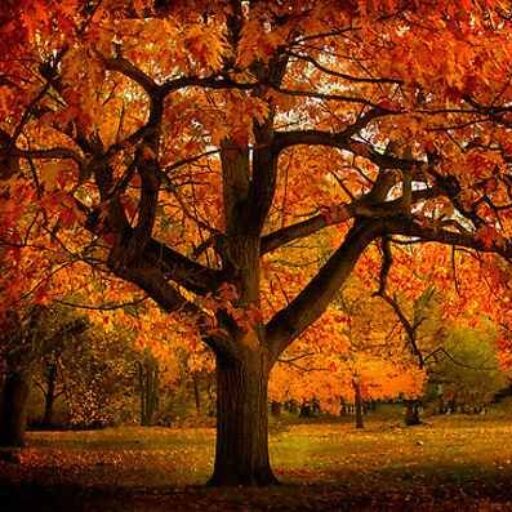 China - Yunnan - The Red Oak Tree
